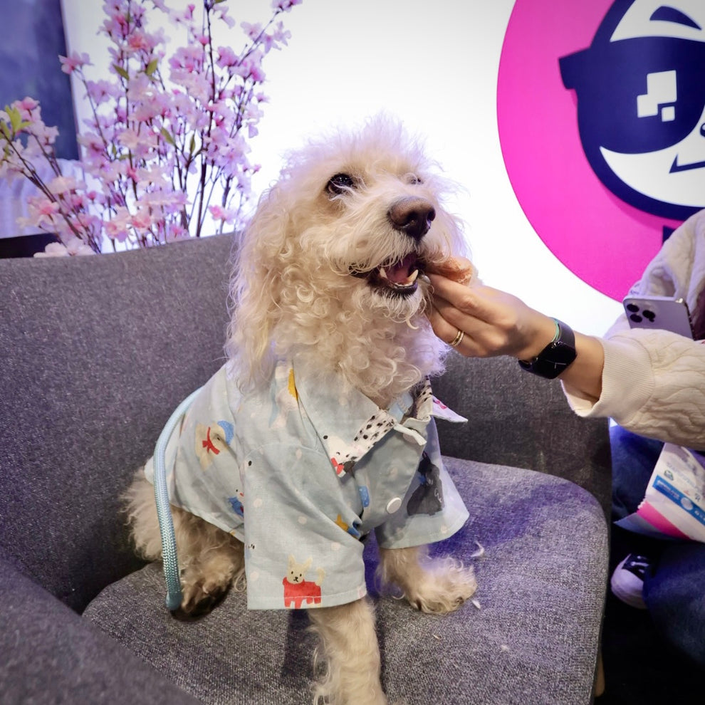 The Rabbit Tap | Treats and Chews for Dogs and Cats