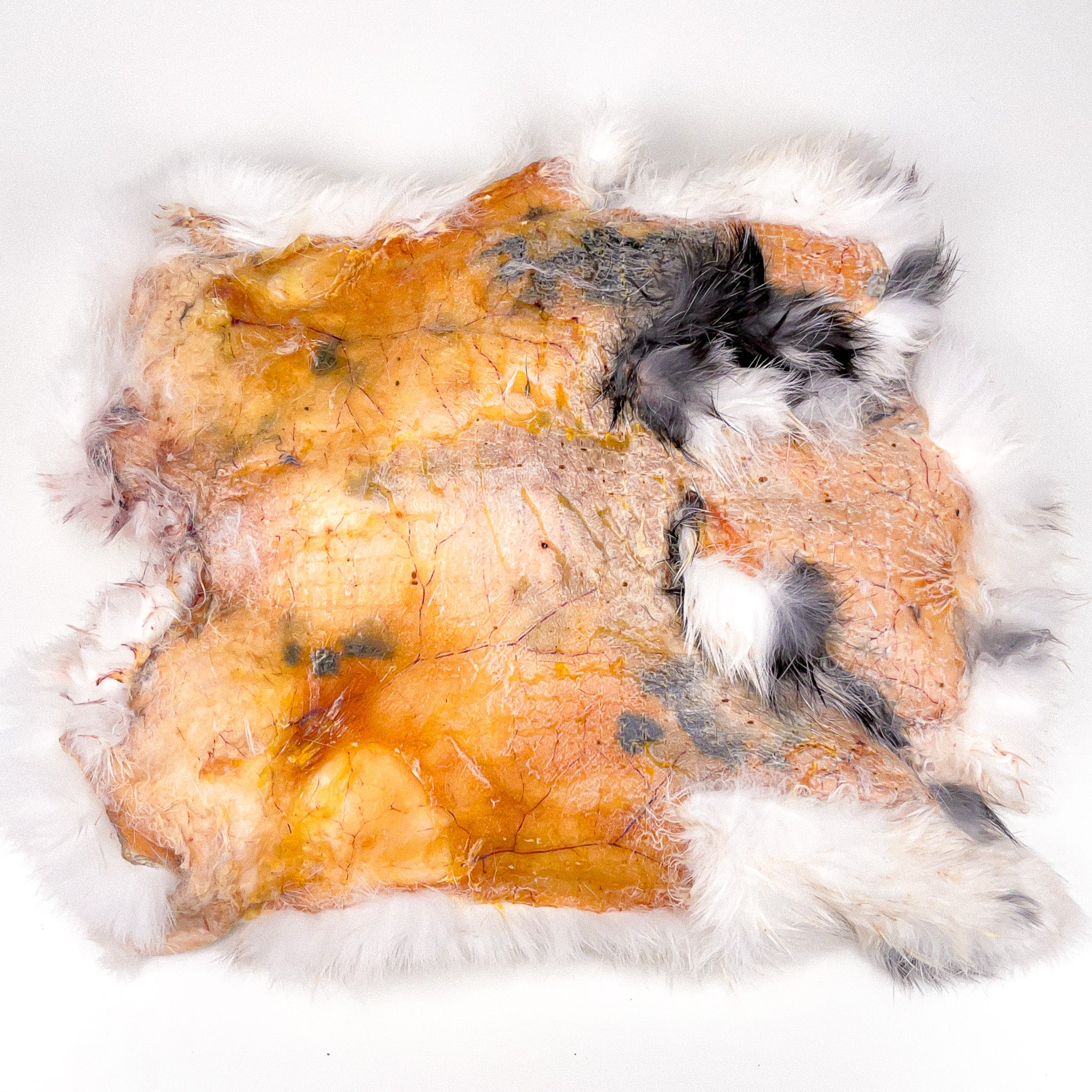 Dehydrated Rabbit Ears | For Cats and Dogs – The Rabbit Tap